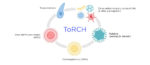 ToRCH: ¿Qué significa, qué enfermedades incluye? - ANNAR Health ...