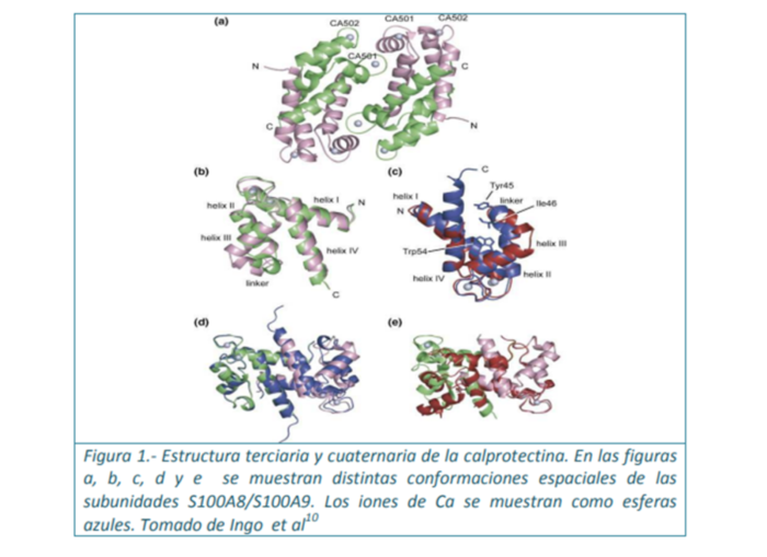El rol de la Calprotectina fecal en la enfermedad inflamatoria ...